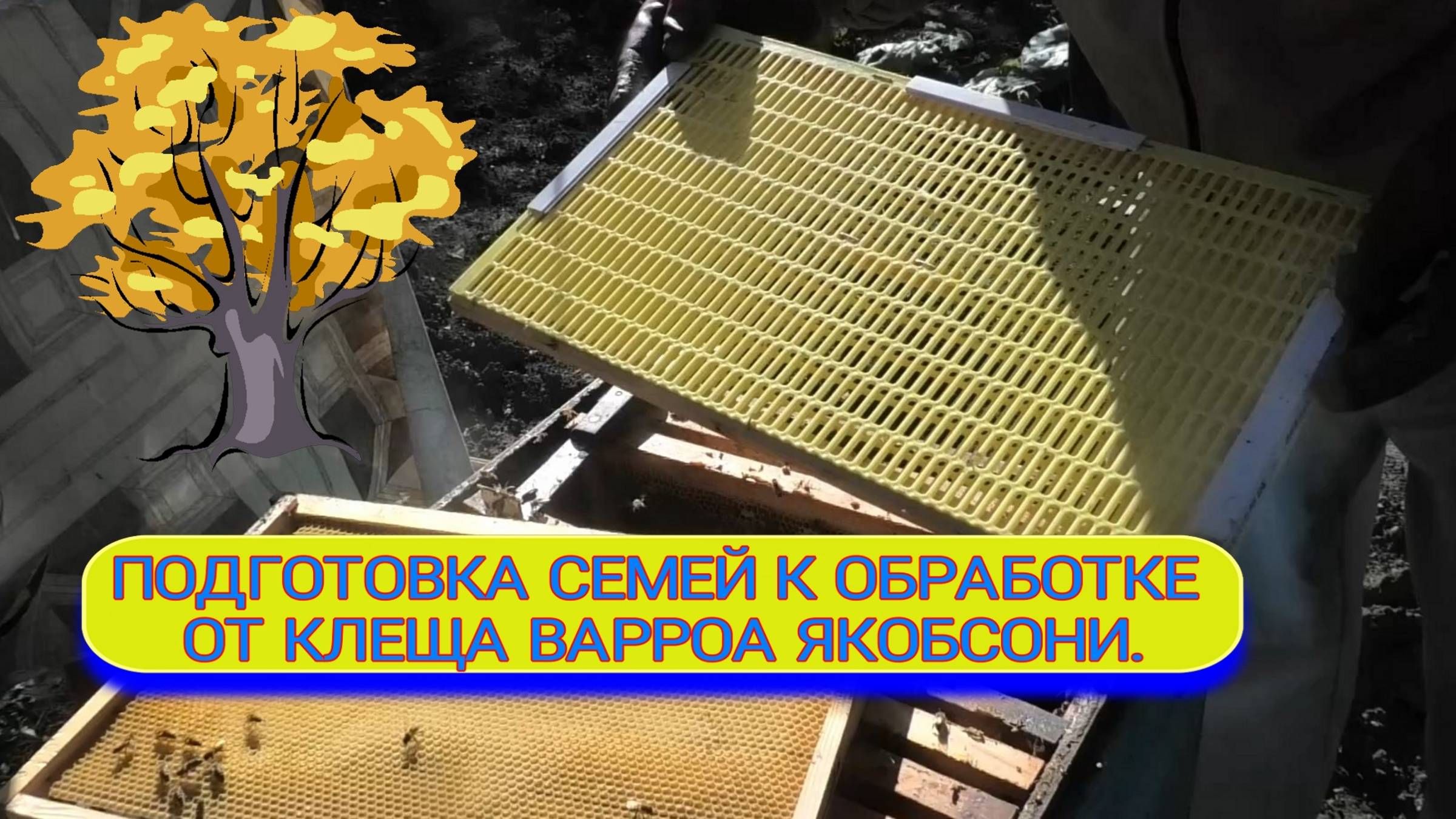 ИЗОЛЯЦИЯ МАТОК ПЕРЕД ОБРАБОТКОЙ ОТ КЛЕЩА ВАРРОА ЯКОБСОНИ