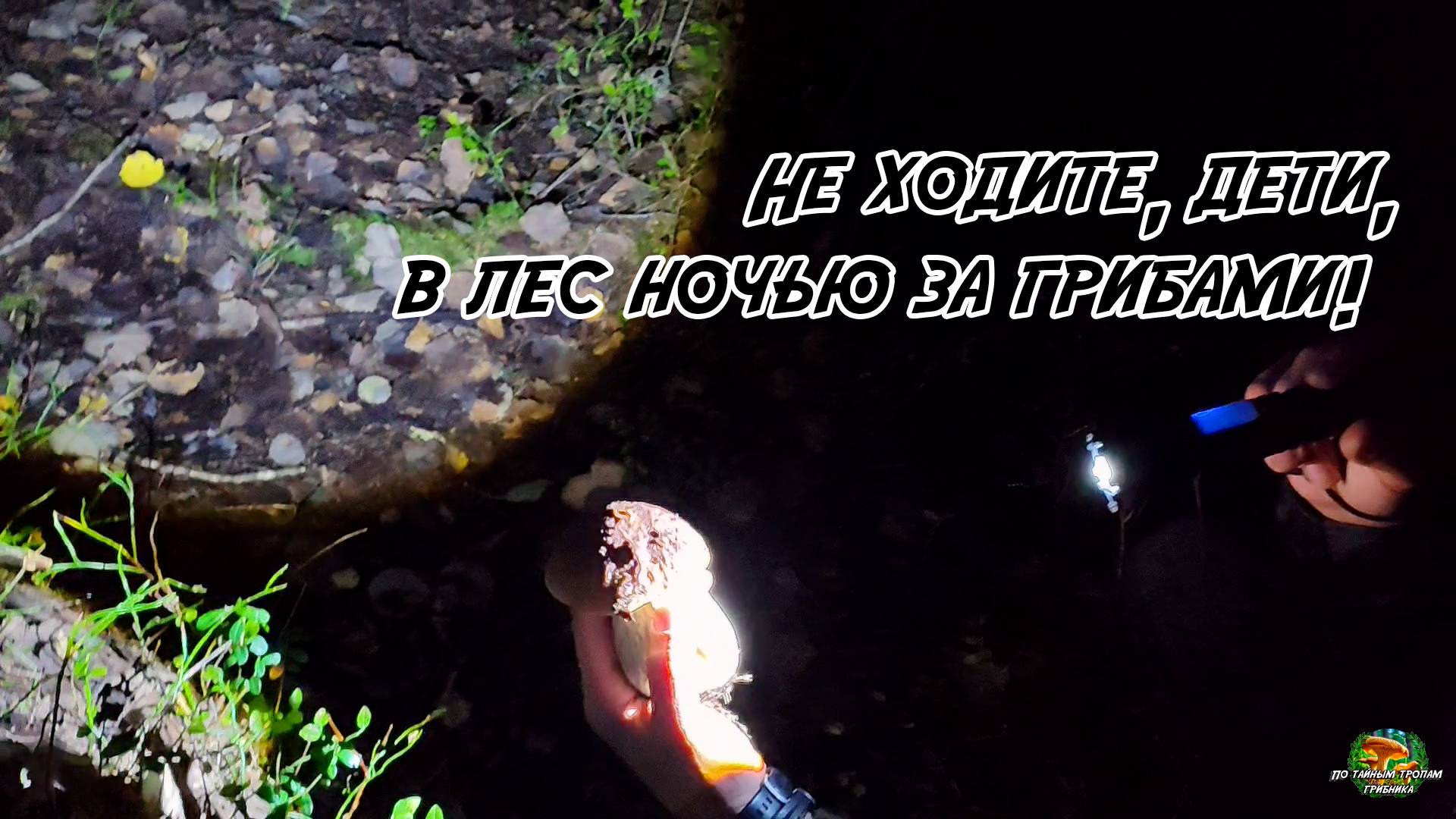 Не ходите, дети, в лес ночью за грибами!Белые, подосиновики и лисички-трубчатые и не только26.09.25