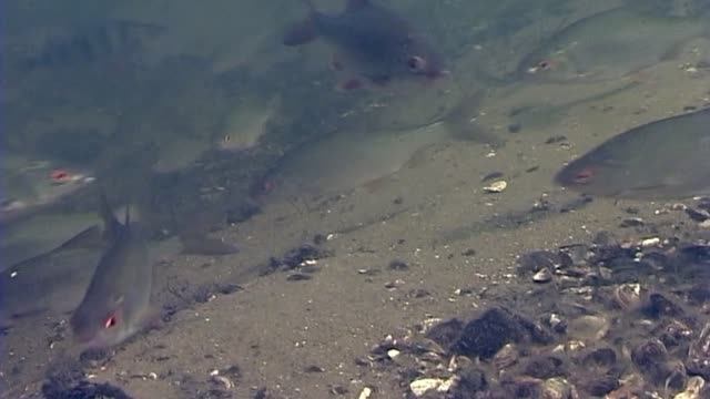 "О ЧЕМ МОЛЧАТ РЫБЫ"