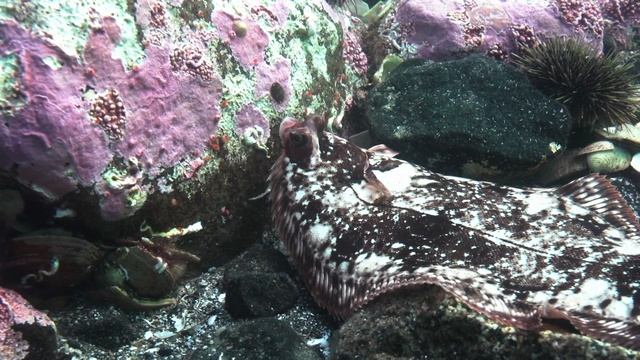 "О ЧЕМ МОЛЧАТ РЫБЫ"