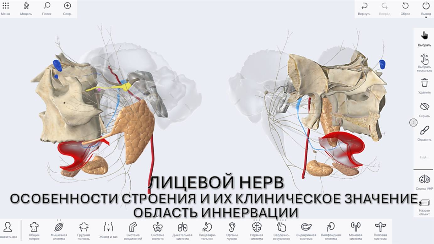 6. Лицевой нерв - особенности строения, области иннервации