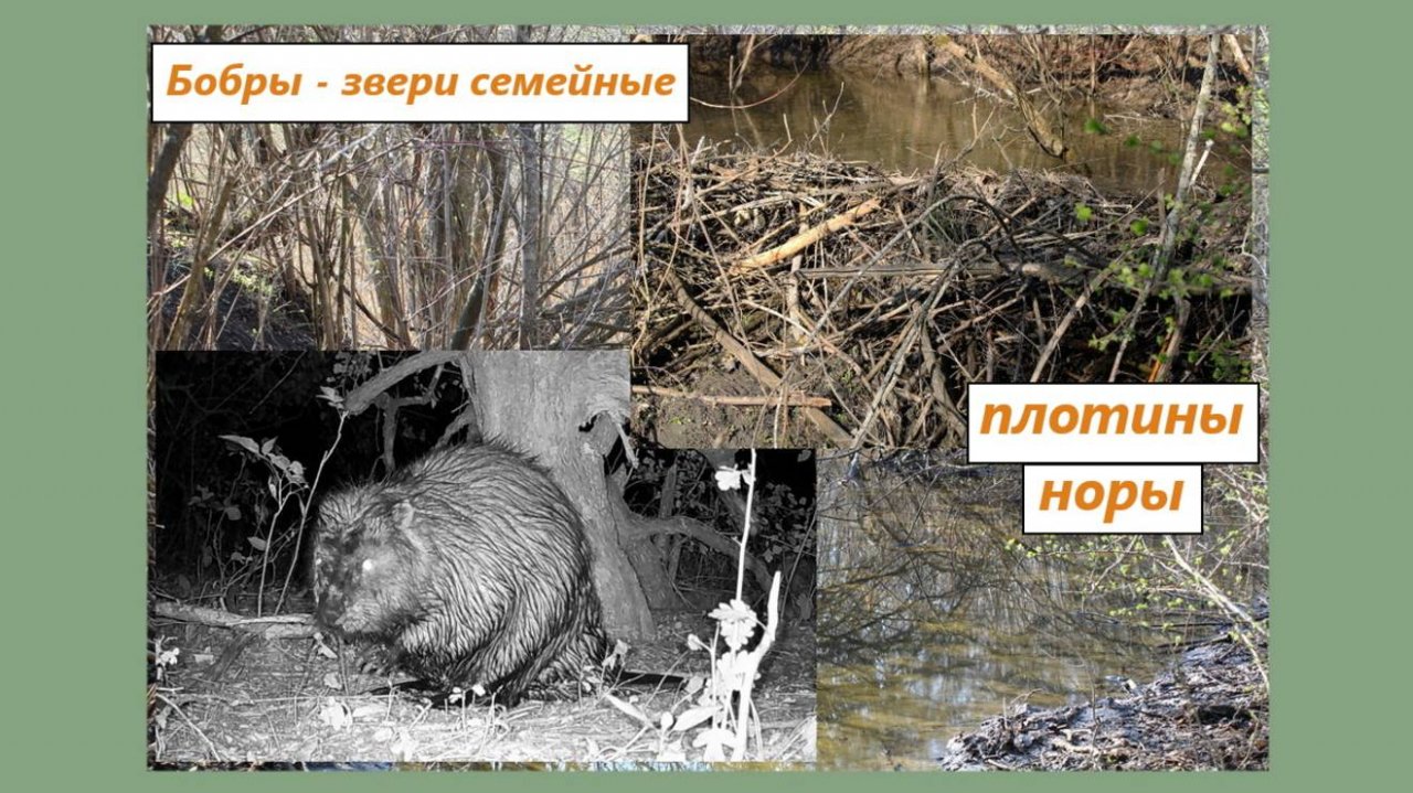 Бобры - звери семейные. Норы зверей, система плотин на ручье. Весна-осень 2025