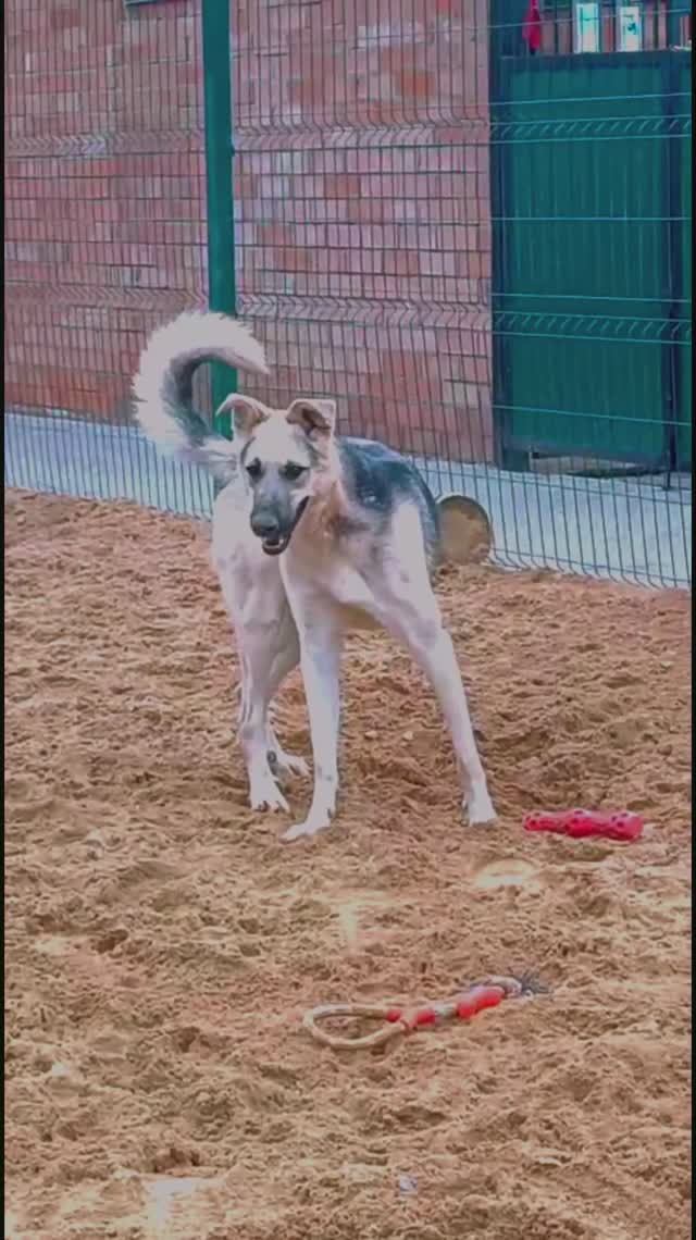 "Когда тебе скучно..." Про Шанса ❥ Приют в Малинках