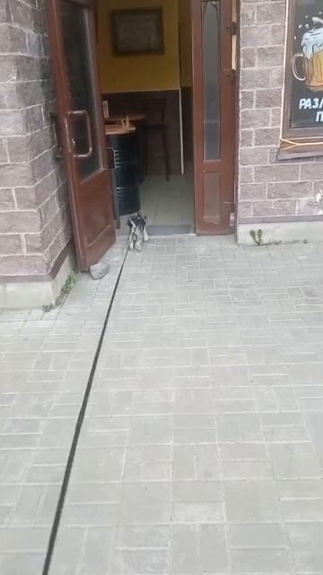 собака решила попить пиво и завернула в пивбар. 🤣🤣🤣🤣🤣🤣