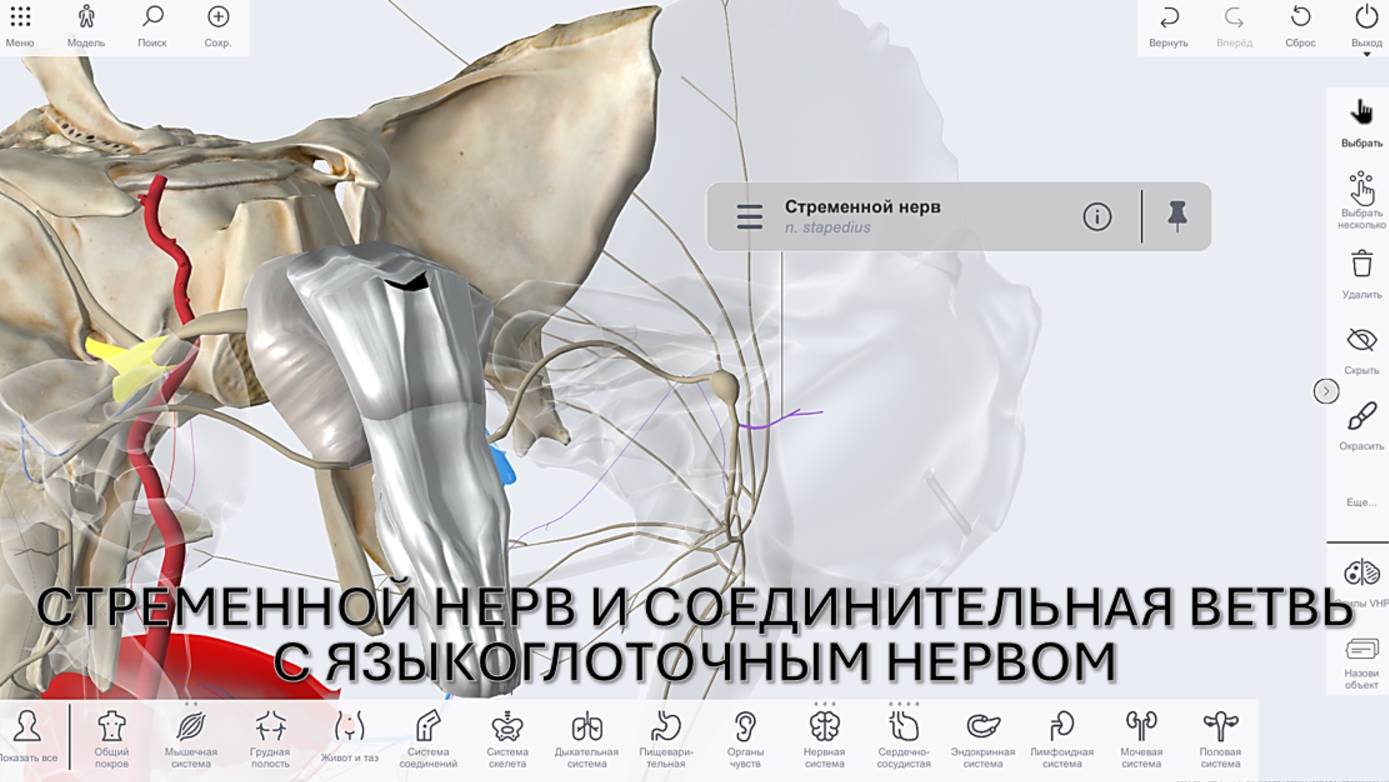 4. Стременной нерв и соединительная ветвь