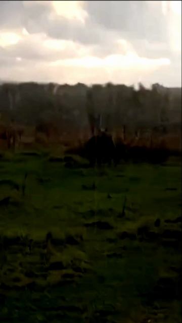 Медведи подходят к домам на Камчатке и Сахалине