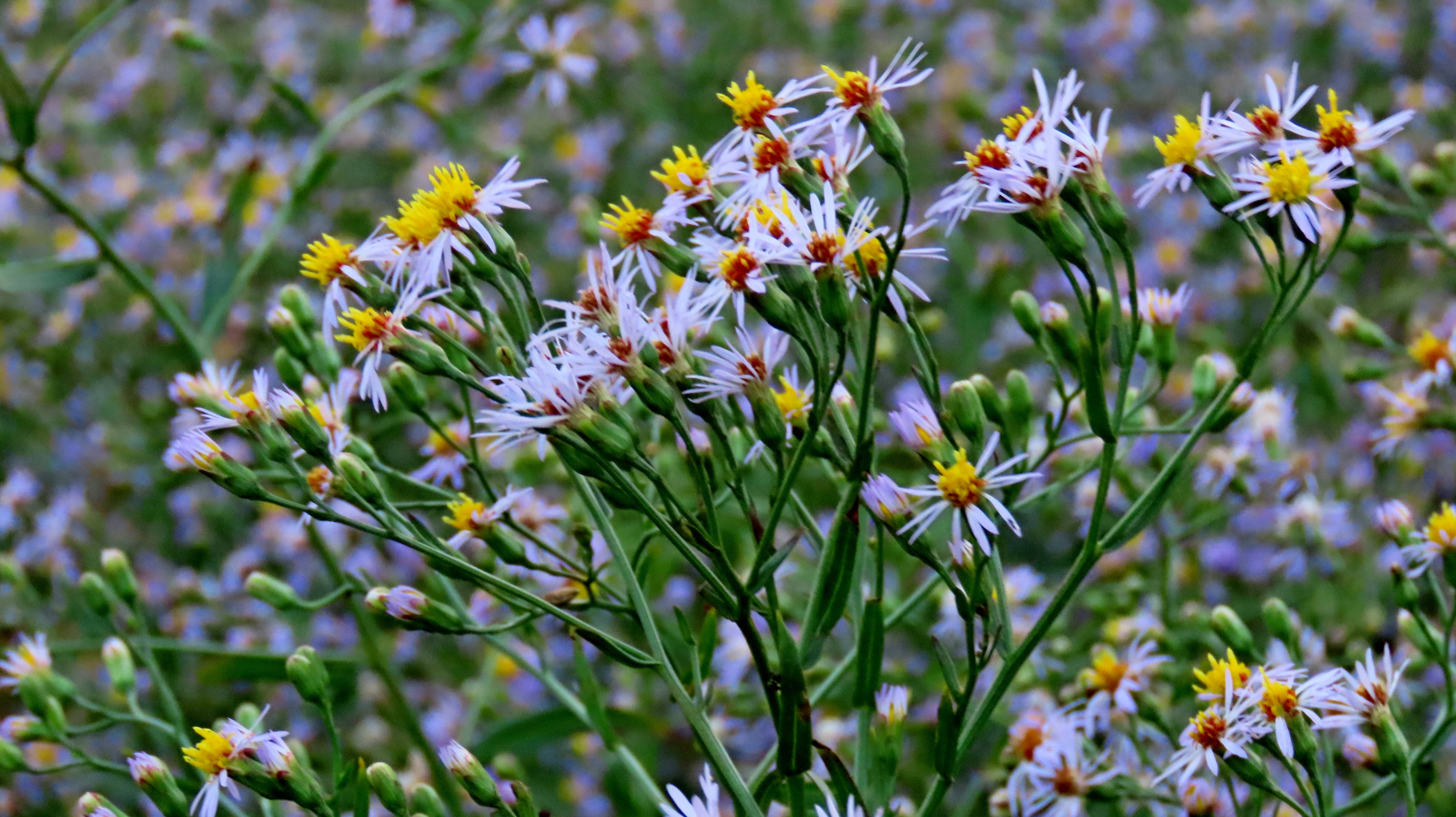 Сентябрь на  околице