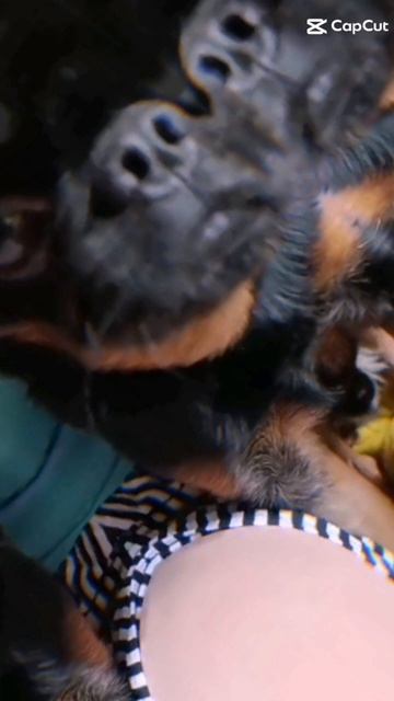 битва собак 🤣🤣🤣