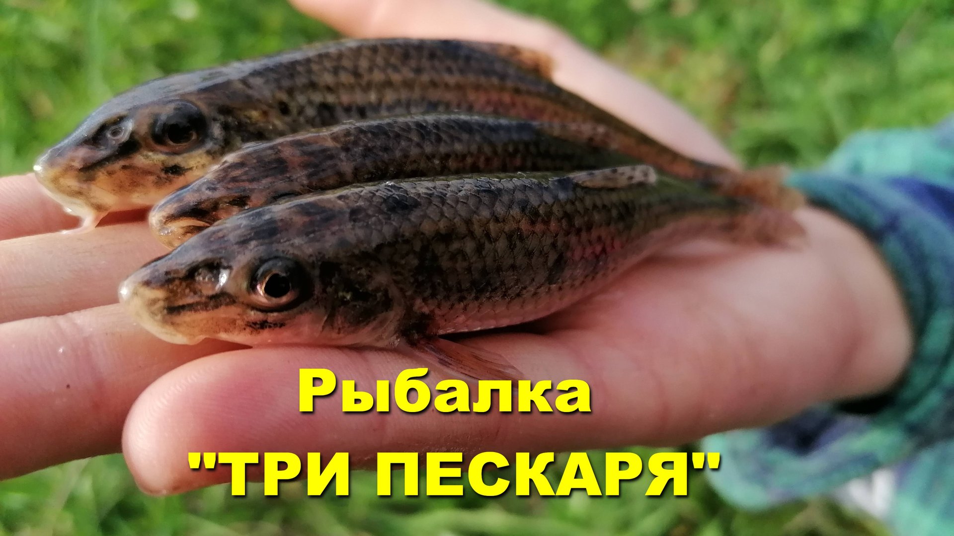 РЫБАЛКУ назвали "ТРИ ПЕСКАРЯ"! Ночные и дневные ГОСТИ,  приятные и не очень!