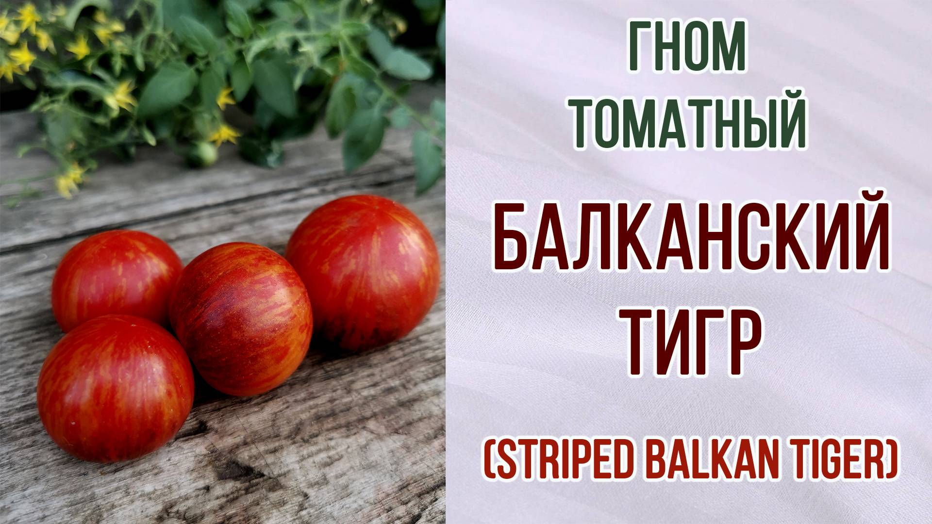 Гном томатный "БАЛКАНСКИЙ ТИГР". Обзор + Отзыв. Урожайность. Вкус.