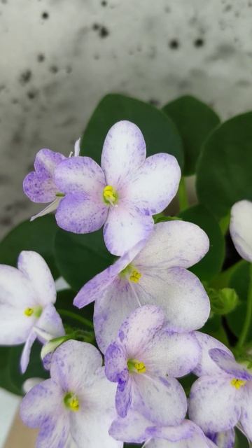 Фиалка трейлер Белый Клоун (спорт от сорта ГЕА-Весёлый Клоун)