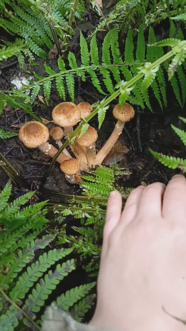 ГРИБНАЯ ОХОТА ВДВОЁМ! 7 вёдер опят за один день + рецепт мариновки и грибной икры от нас!