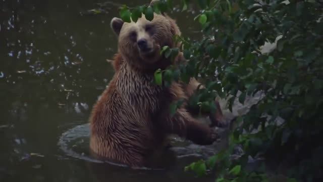 Веселая музыка — Живите с миром! Природа, человек и гармония жизни Relax