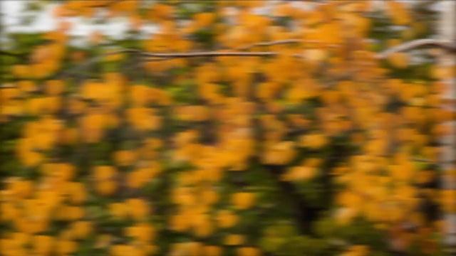 Береза_ музыка Олега Сапегина,слова Юлии Вихаревой