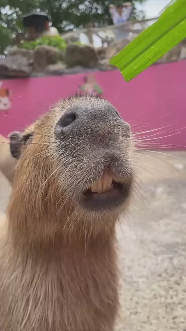 Капибара capybara  #travel #capybara