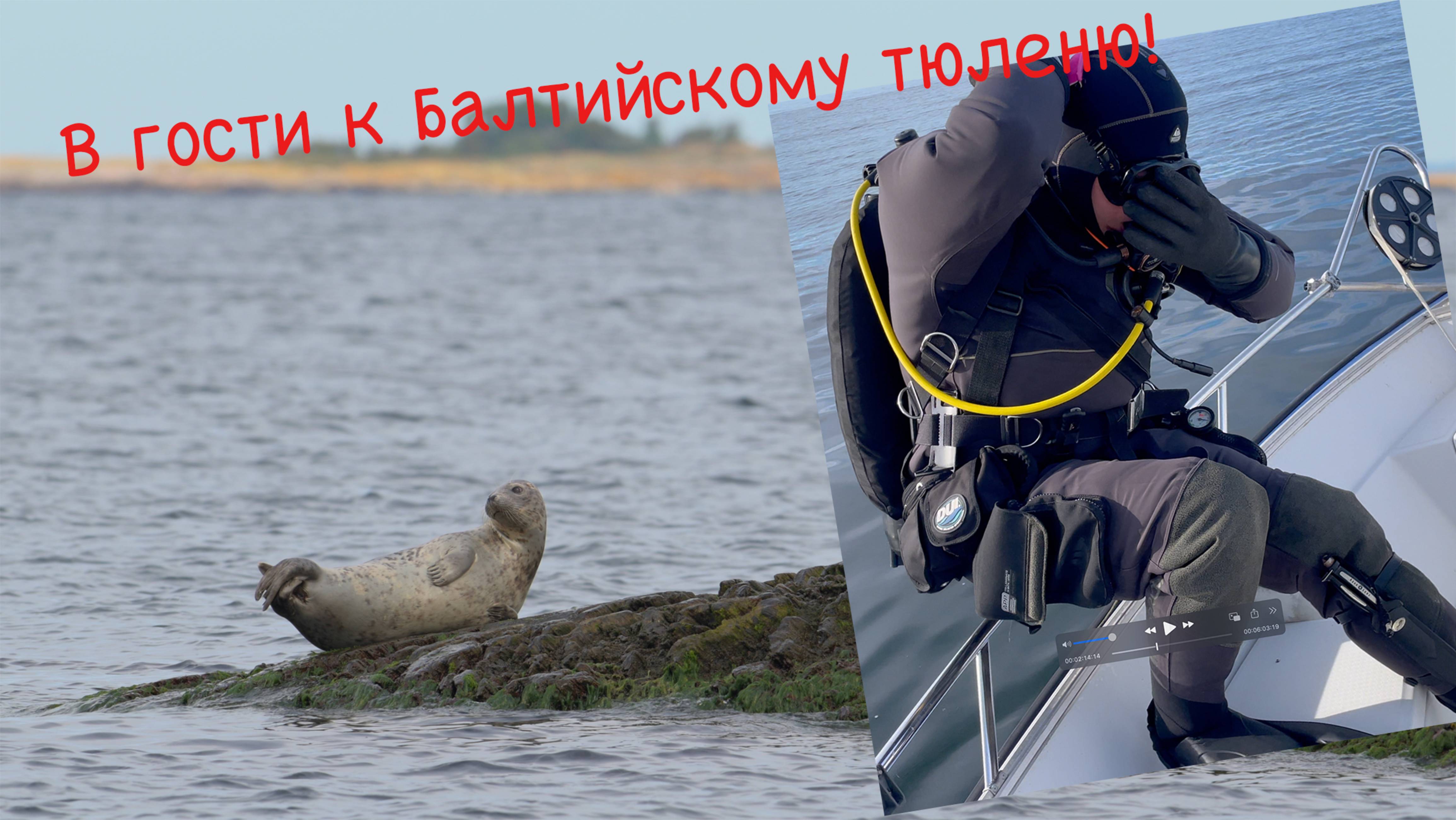 В гости к Балтийскому тюленю!
