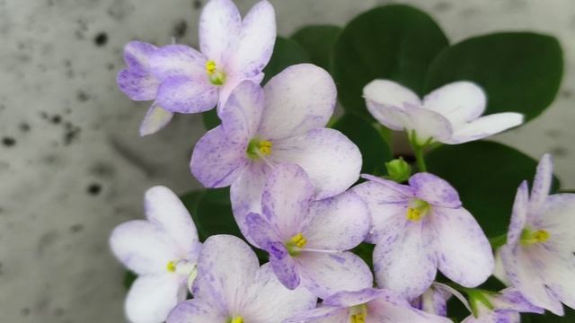 Фиалка трейлер Белый Клоун (спорт от сорта ГЕА-Весёлый Клоун)