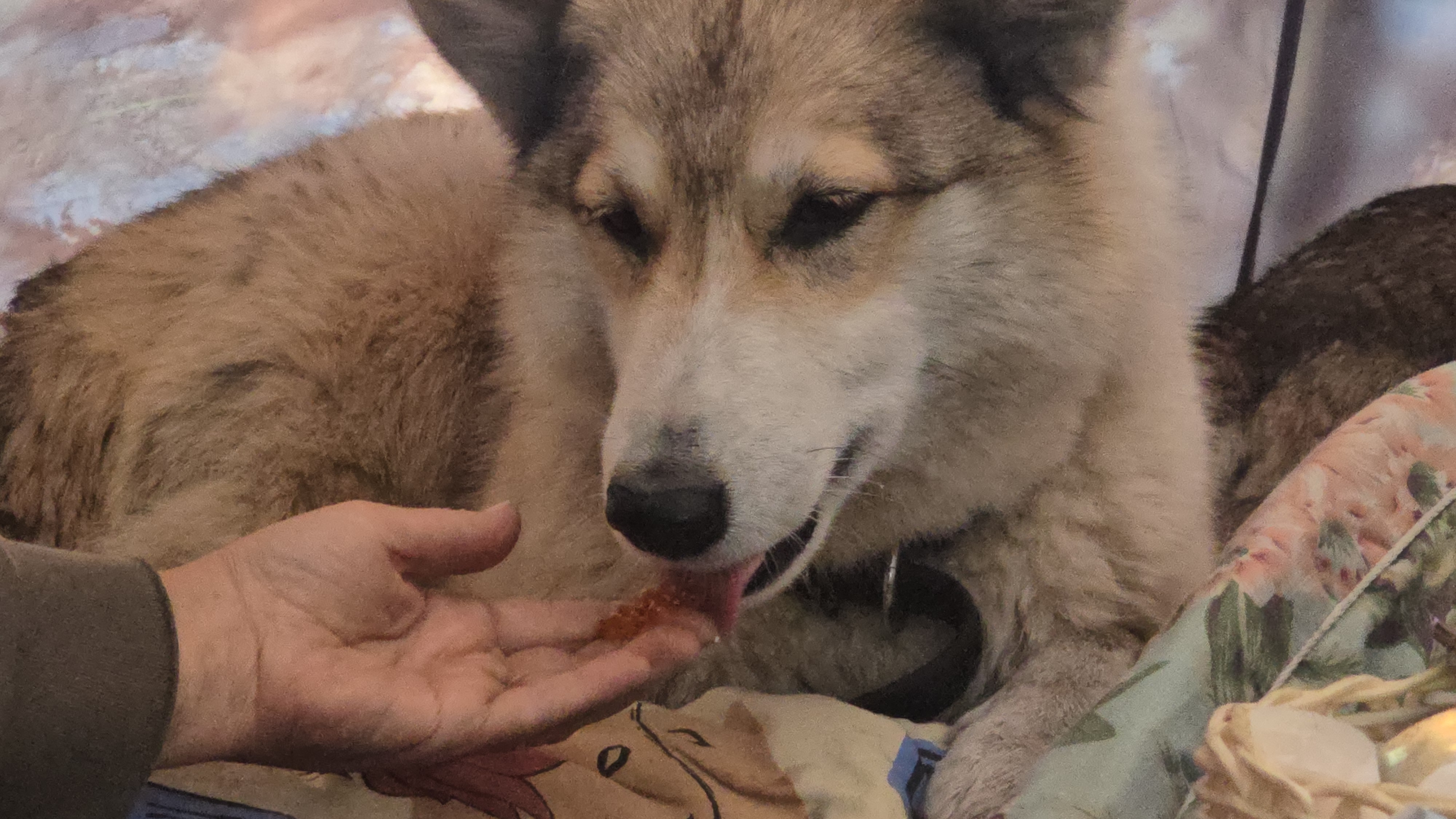 Завтрак в тайге с лайками