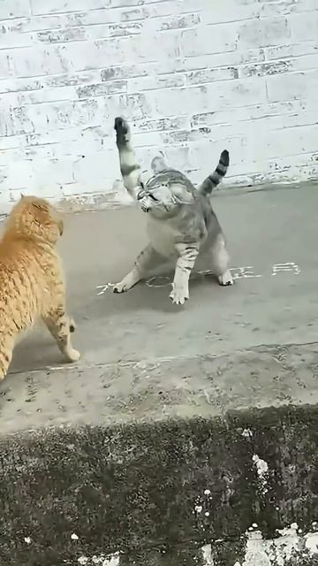 Лохматых вам в ленту.