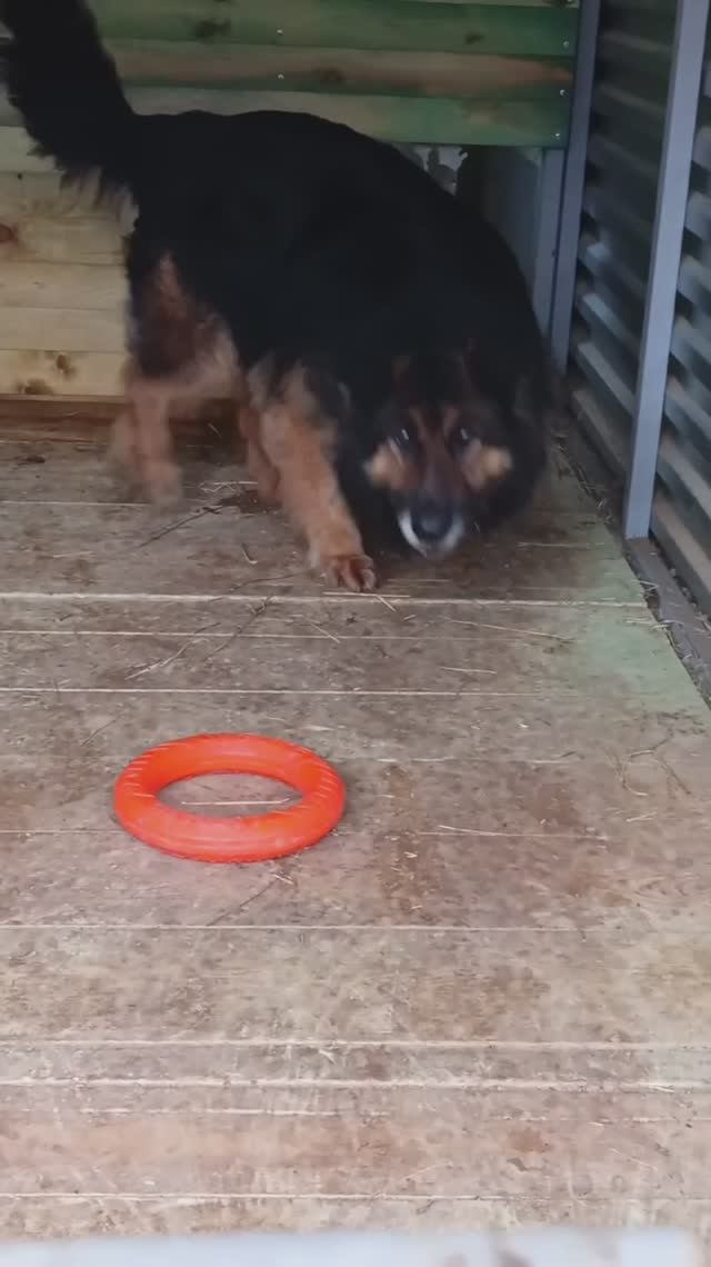 АРЧИ ищет СЕРЬЁЗНЫЕ отношения с СЕРЬЁЗНЫМИ хозяевами