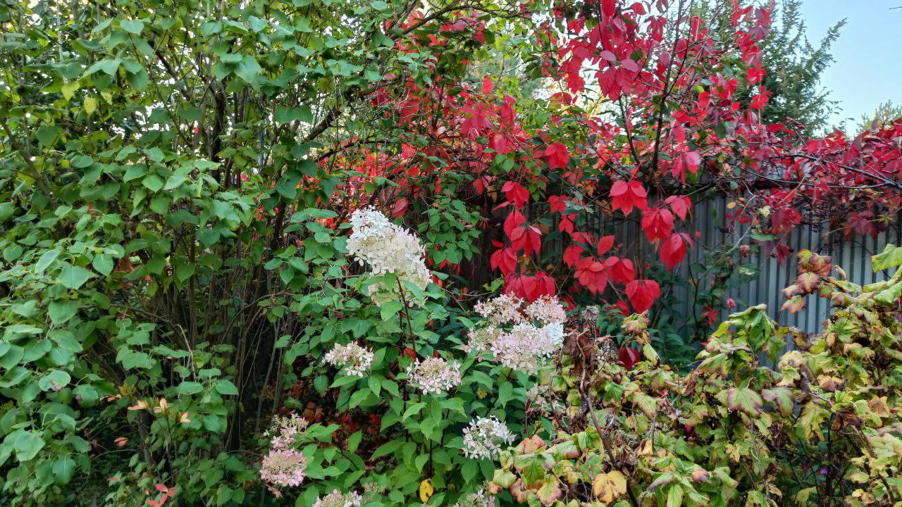 Дачные истории: 2025 Осень в саду. Ночной гость