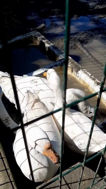 Баттл Гуси 🦢 против Хрюшек 🐖