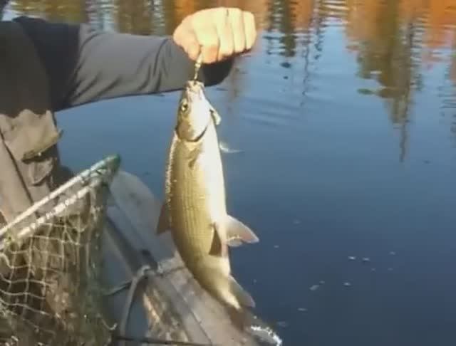 Чем отличаются малотычинковые от многотычинковых представителей рода Сиги — Coregonus ?