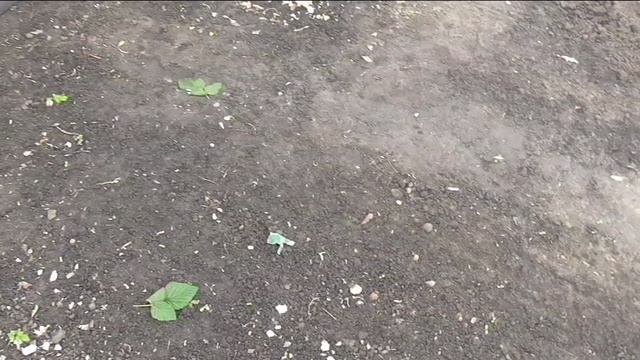 У меня на участке нет сорняков