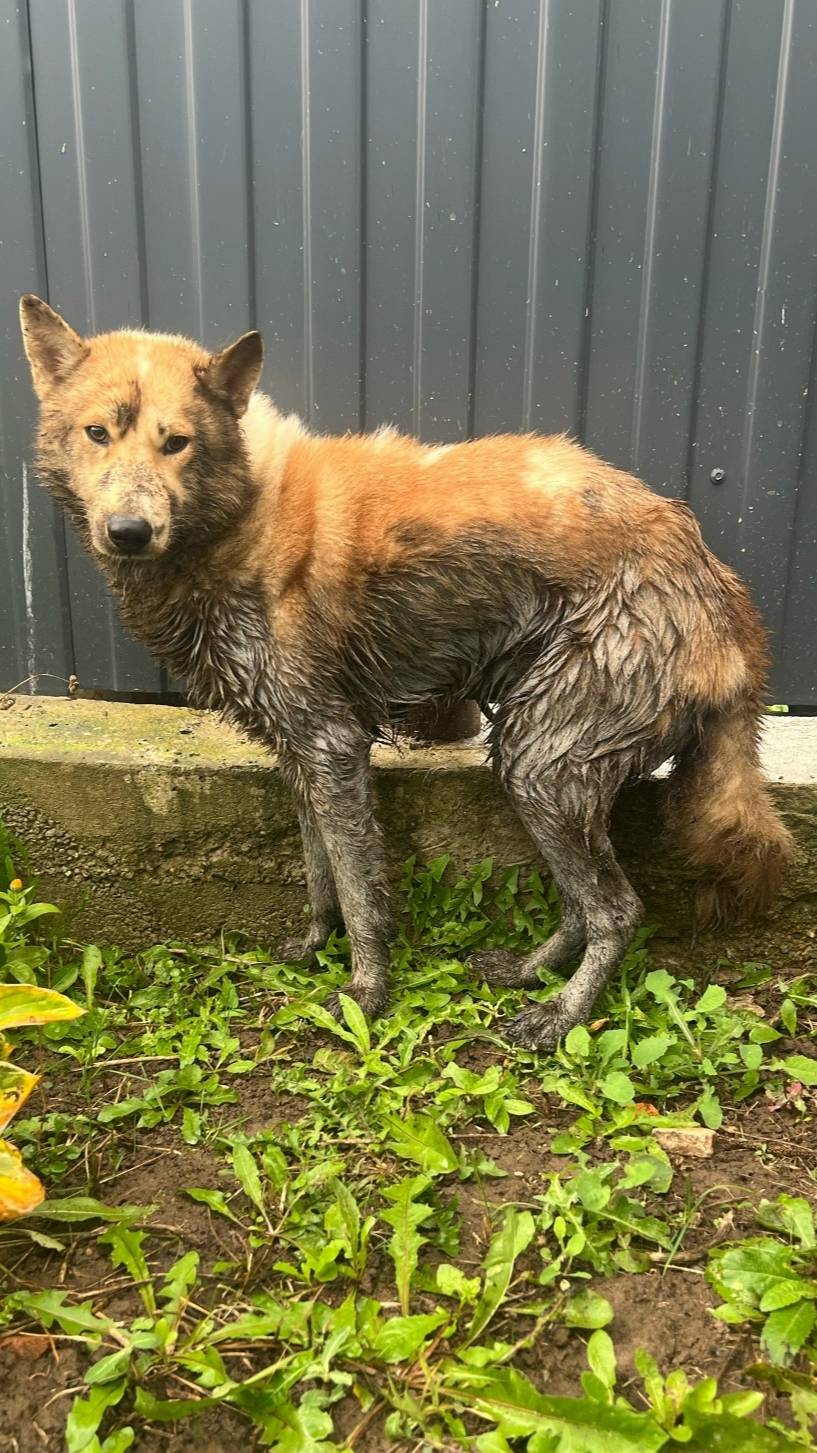 SOS! Старые Ляды ПК