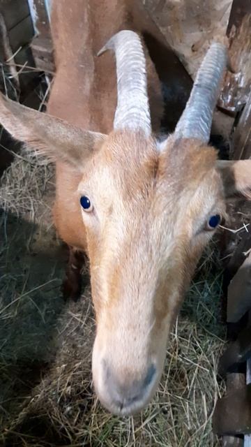 Вот такие у нас козы.  Наше хозяйство. Полезное молоко.