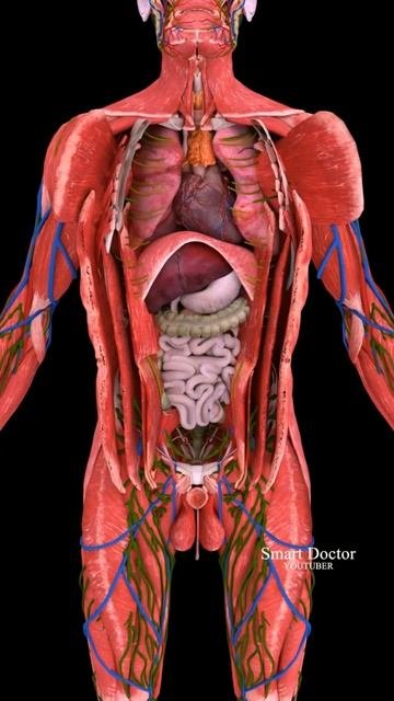 Анатомия Человека....
