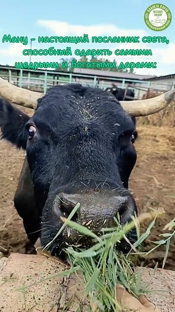 Бык Ману ждет своего опекуна