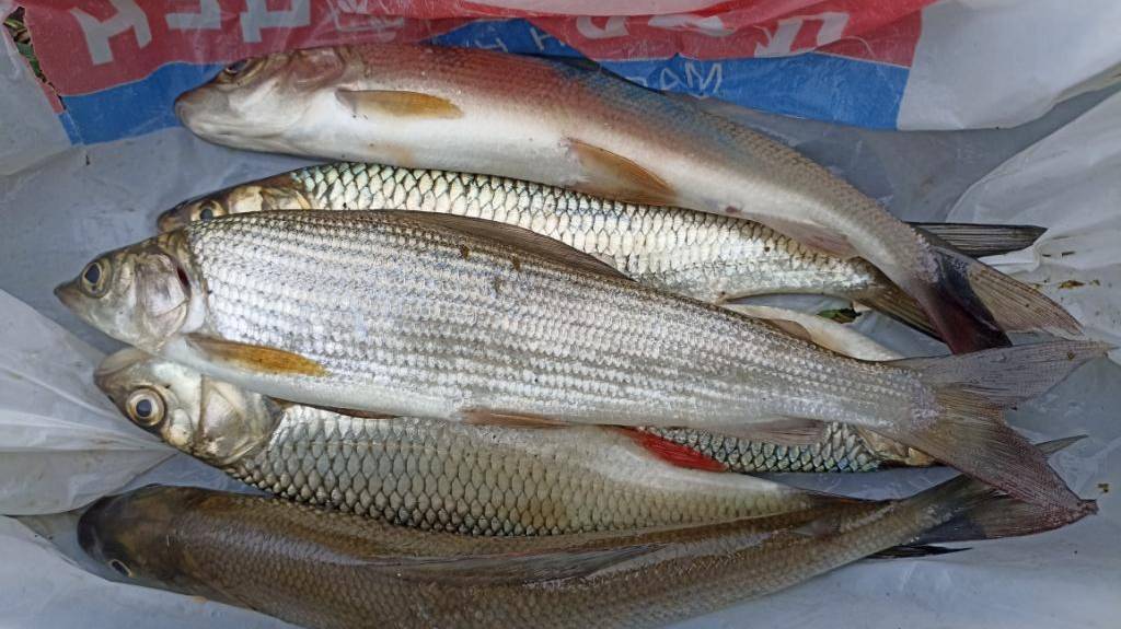 Лов хариуса и голавля корабликом на искусственную муху