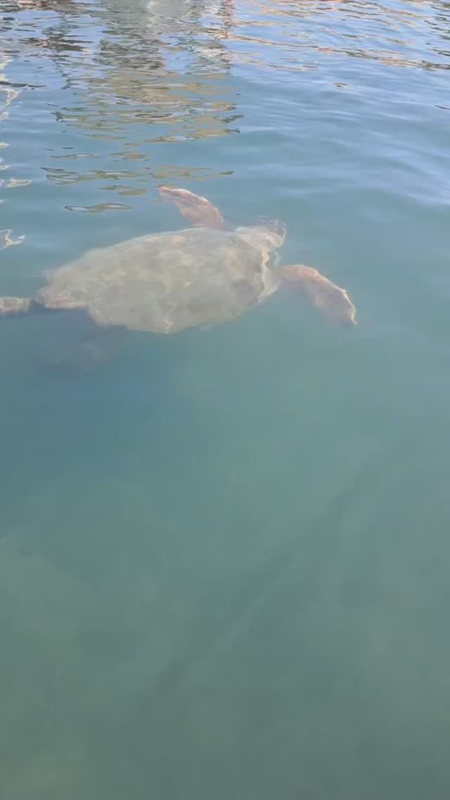 Кормление морской черепахи на Закинтосе. Ей 60-70 лет