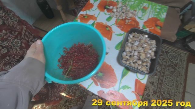 7 соток. Ночью - 5. Собрала калину. Посадила чеснок. Хроника 29 сентября 2025 год