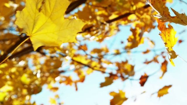 Участник регионального конкурса «Русский язык – сила в единстве»