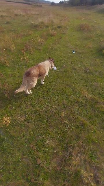 Дик собирает мусор!