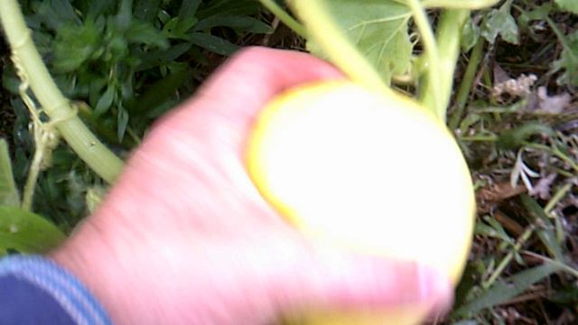 Нашёл ещё одну спрятавшуюся тыкву сорта "Улыбка"