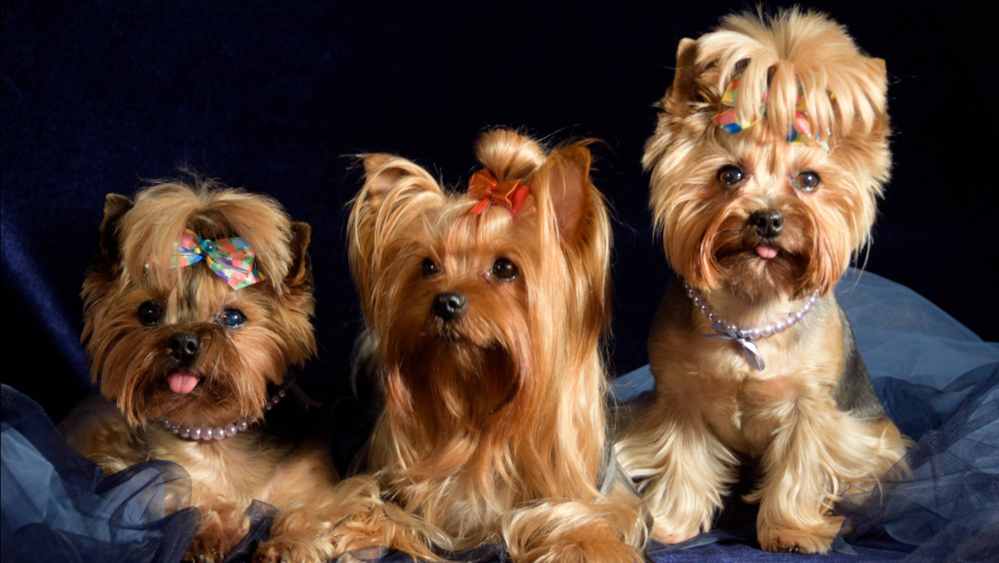 Фрося, Лотта и Луна в зазеркалье.