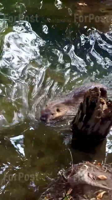 Утки и нутрия. Черная речка