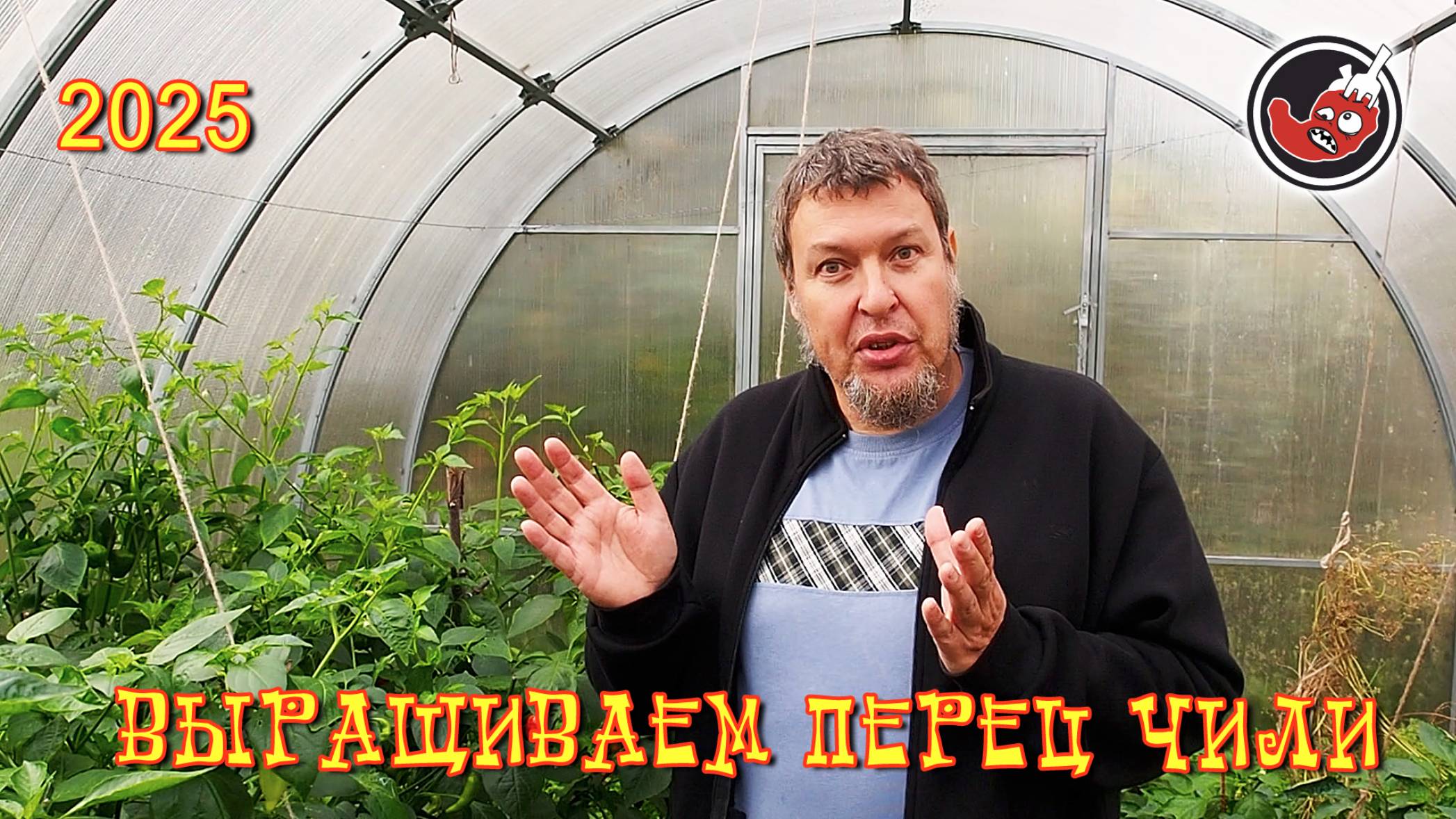 Как спасти перец чили от мороза?!