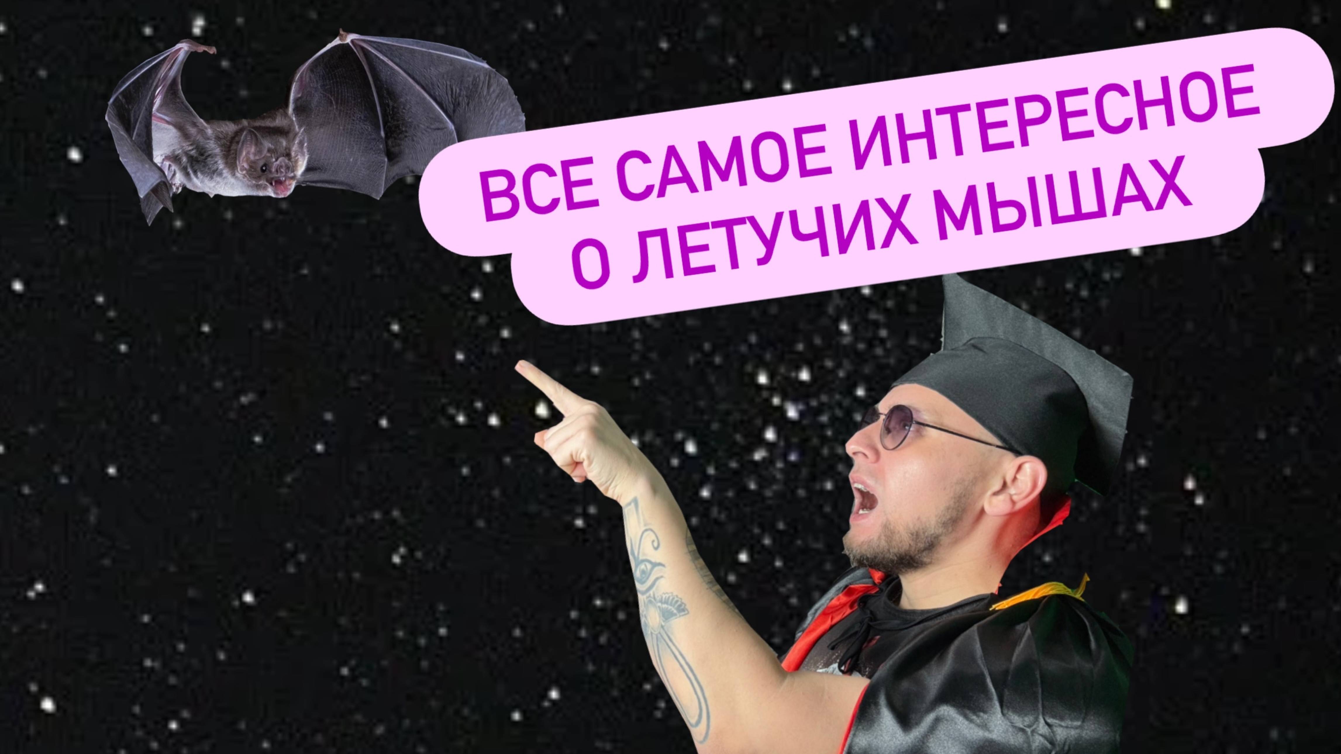 Все самое интересное о летучих мышах