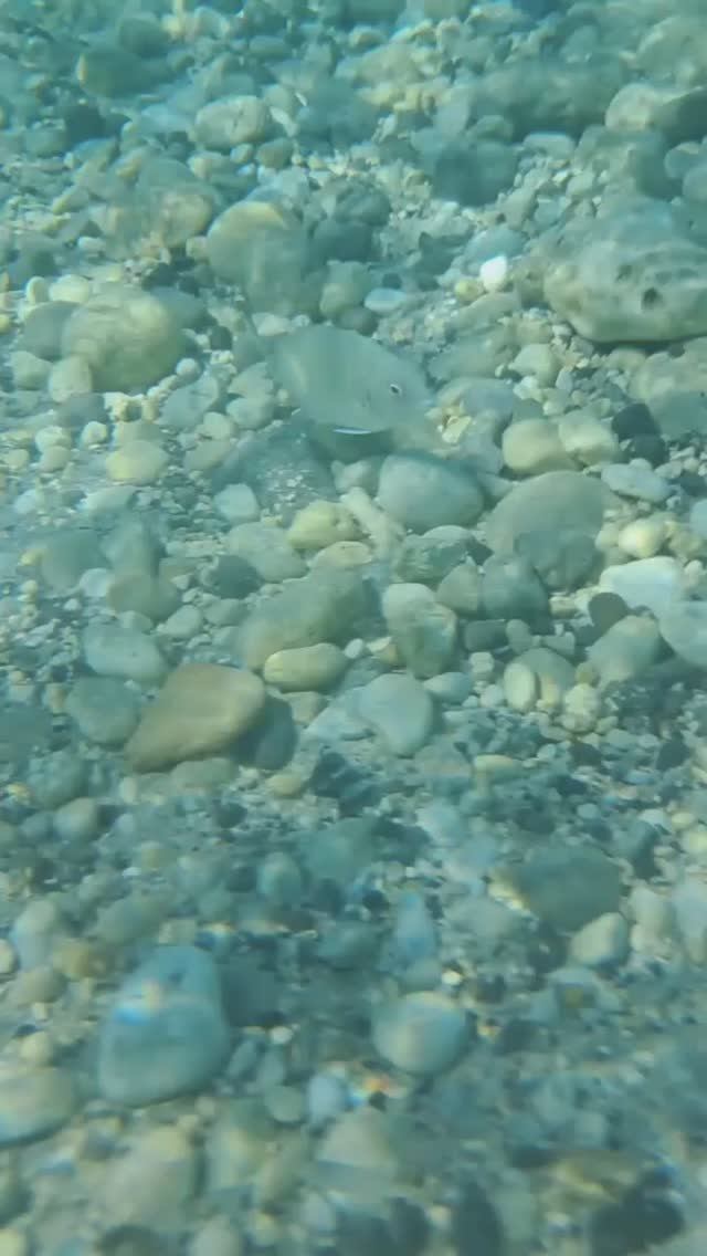 Прозрачные рыбки сливаются с морем