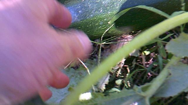 Обзор нашего 3-го кабачкового растения