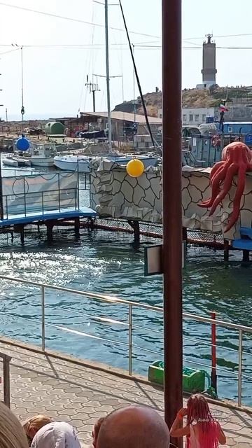 Дельфины в Анапском дельфинарии на Большом Утрише.