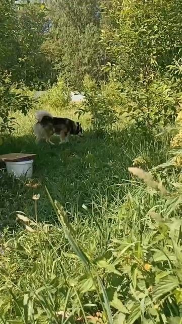 Амур привыкает к приютской жизни и учится доверять людям