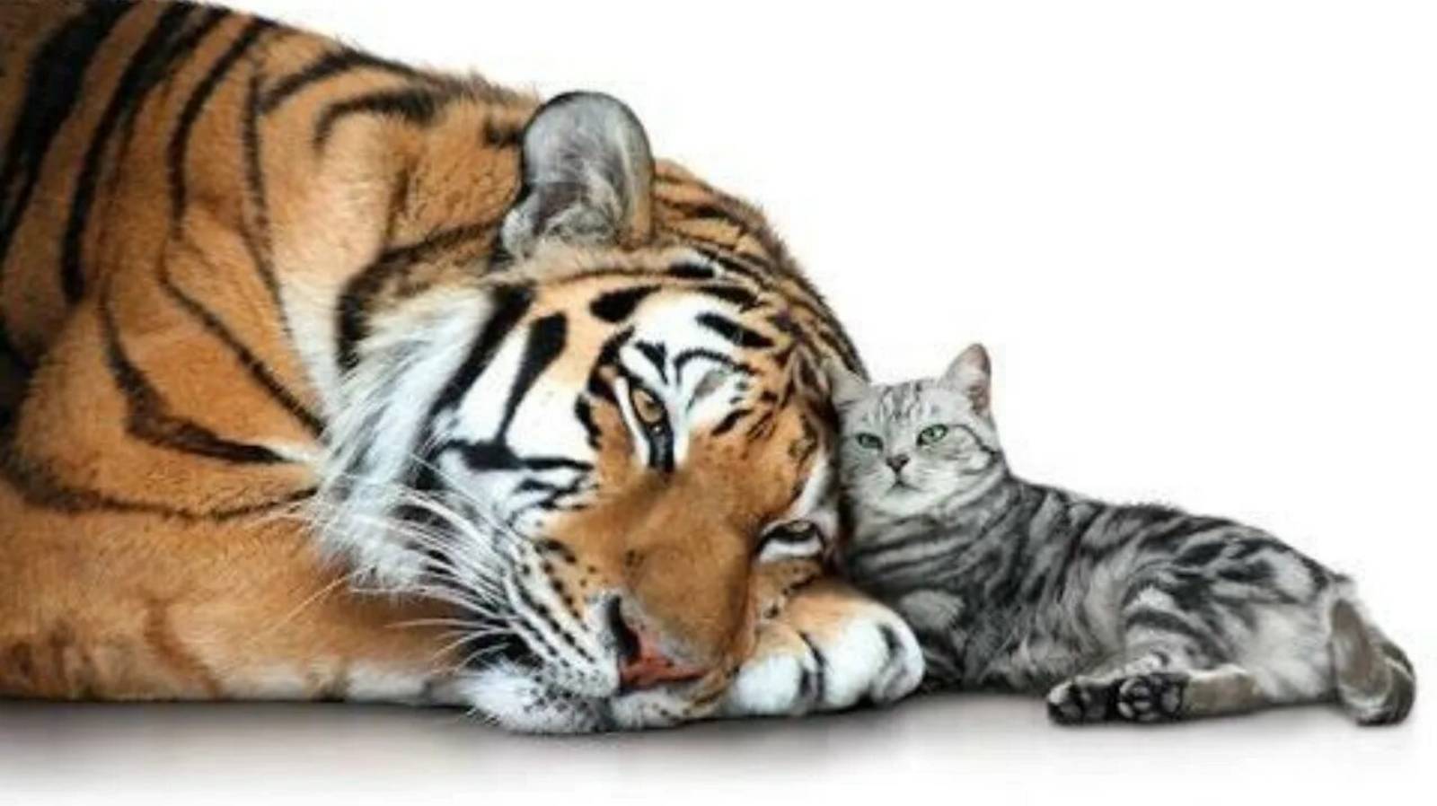 Тигр и кот |Автор-Ольга Павлова|Стихи, Суно, Видео|Только кот по гороскопу  не боится тигра