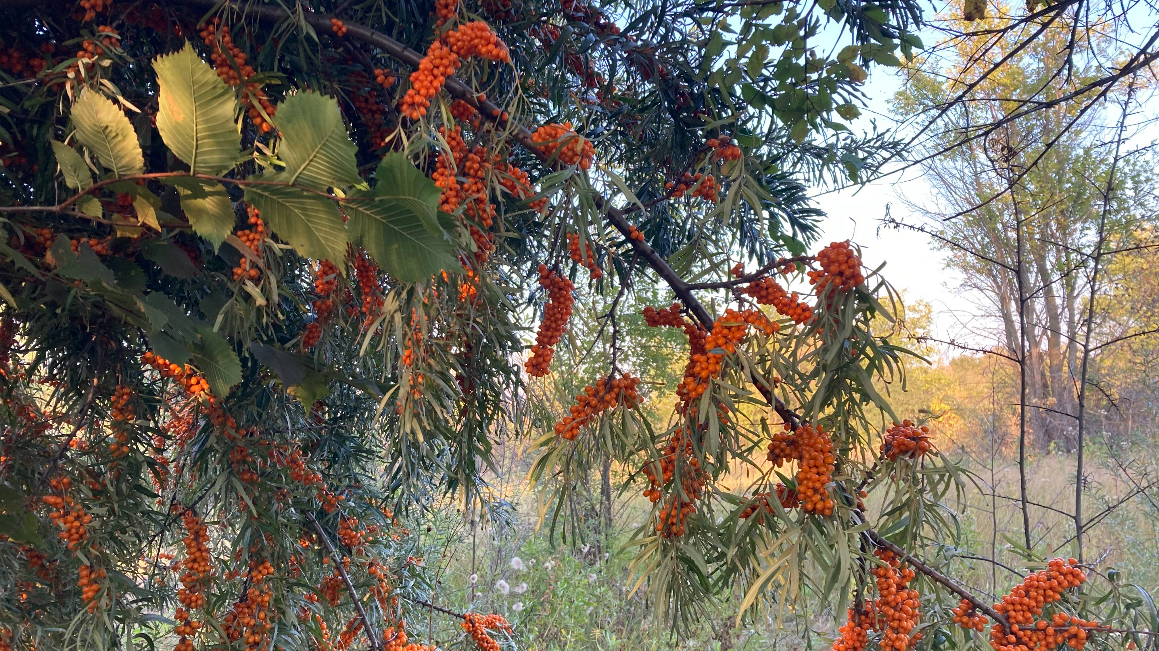 когда и где растёт облепиха! показываю и объясняю!