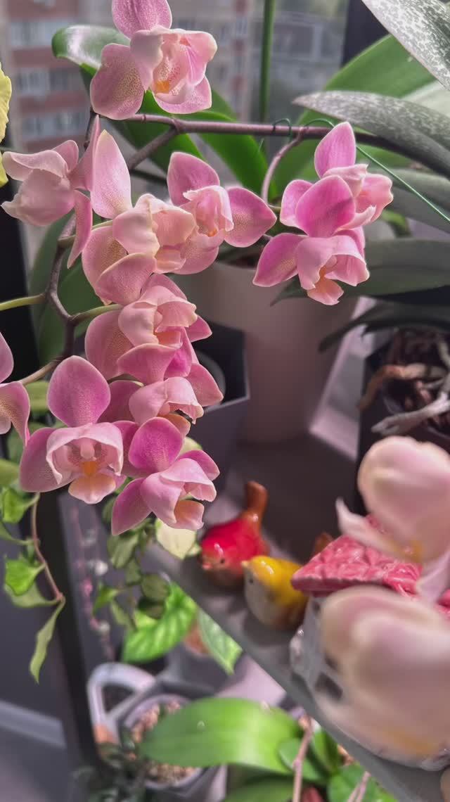 Как вам такой формат? 😁😅 Телефон сам сделал это видео, удобненько скажу я вам)))