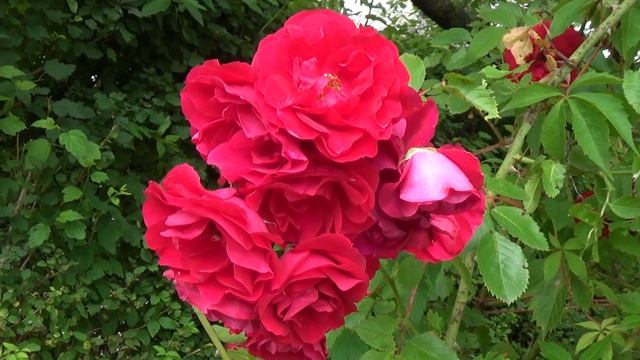 С ДНЁМ РОЖДЕНИЯ ЕЛЕНА